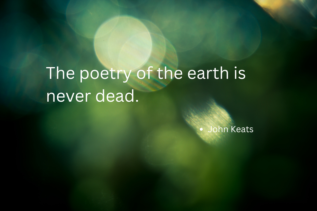 Nature Quotes to Awaken Your Connection | Vivid Munch